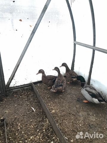 Подсадные утки