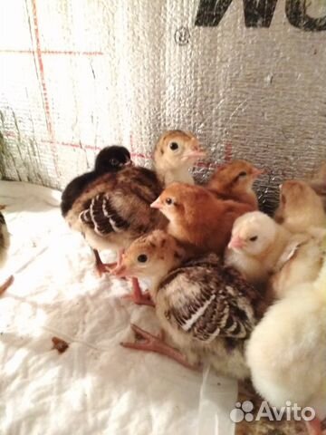 Индюшата, гусята итальянские