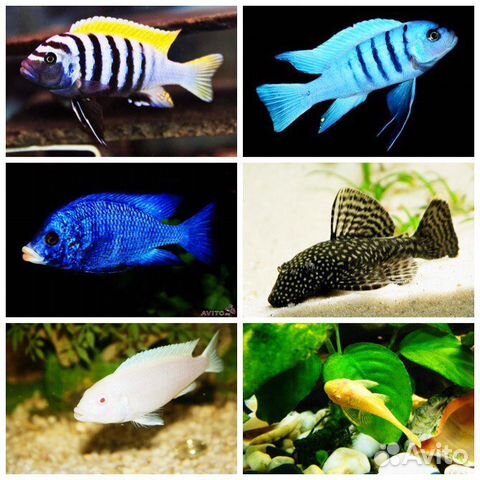 Рыба аквариумная (Яло риф, галерея риф, дельфины)