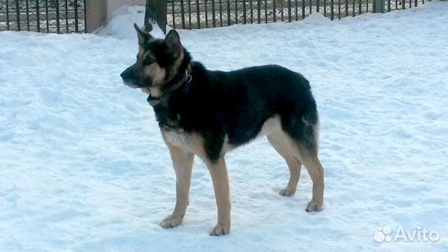 Готовый большой друг и защитник