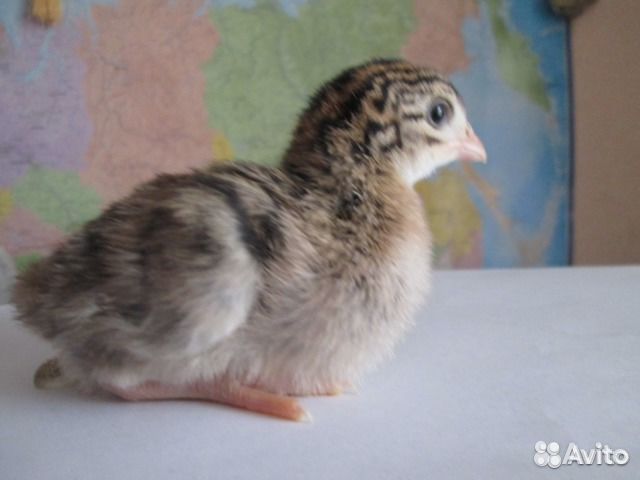 Гусята, утята, муларды, цыплята, цесарки, индюшата