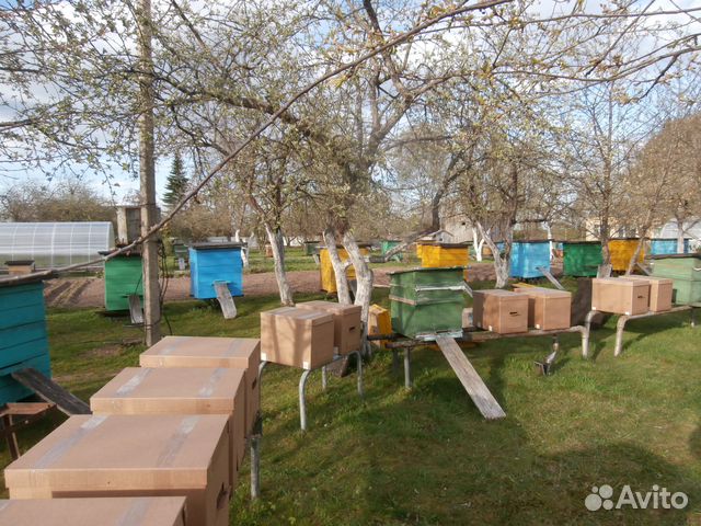 Пчелосемьи, пчелопакеты, отводки из Лен. области