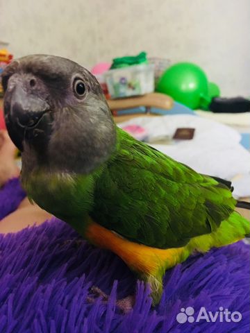 Сенегальский попугай(самочка) клетка,игровой стенд