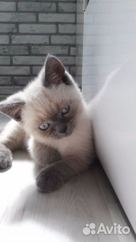 Кот на вязку