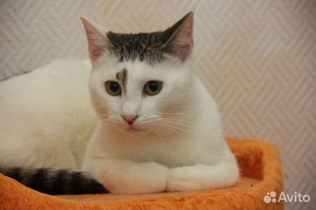 Пьеро в добрые руки