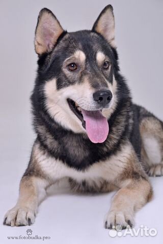 Дружок ищет дом