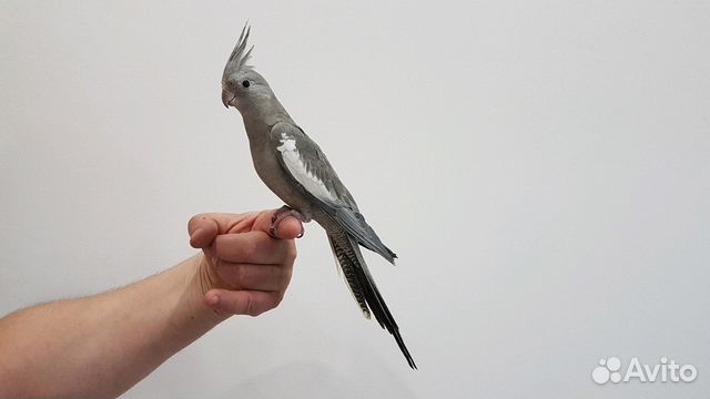 Белолицая корелла