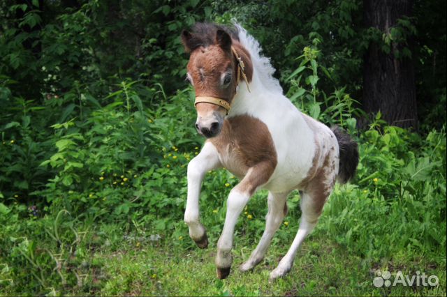 Аппалуза пони