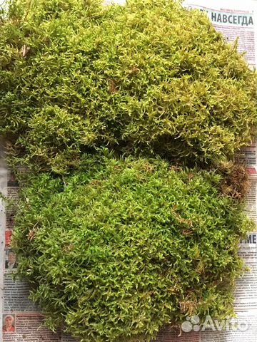 Мох для улиток, черепах