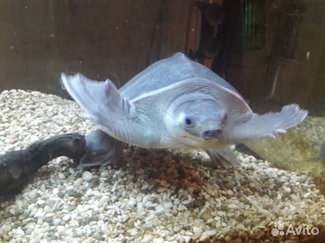 Свинорылая черепаха