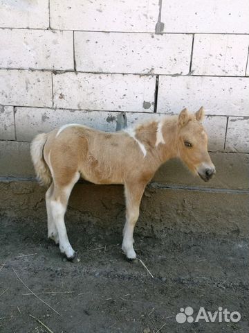 Солово-пегие жеребчики шетлендского пони