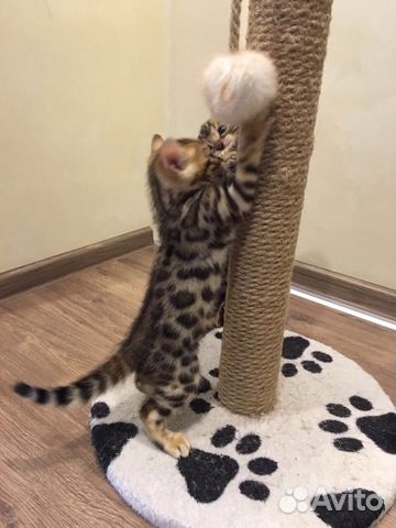 Бенгальские котята