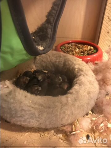 Малыши Дегу) Милые белочки