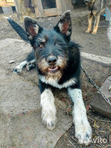 Чудесный молодой песик ждет хозяина