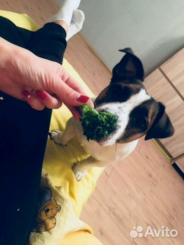 Кабель Джек Рассел на вязку