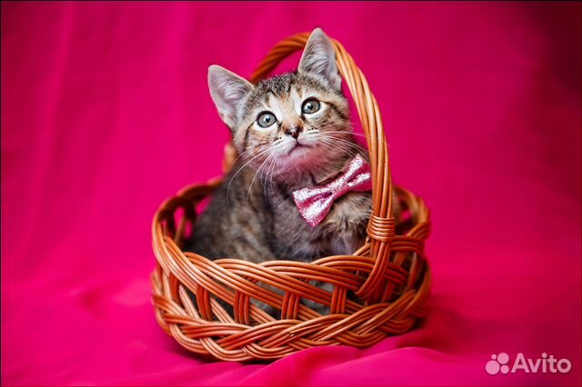 Сладкая мордашка в семью