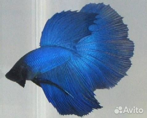 Петушки и лялиусы