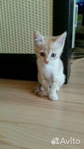 Котенок рыжий девочка
