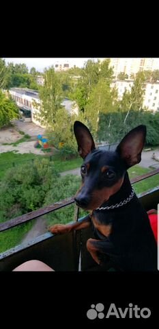 Вязка цвергпинчер