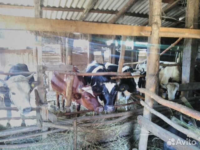 Быки и Тёлки