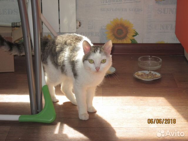 Котенок Беляш вибро-хвост