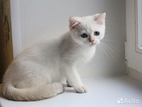 Страйтик золотой тикированный колорик