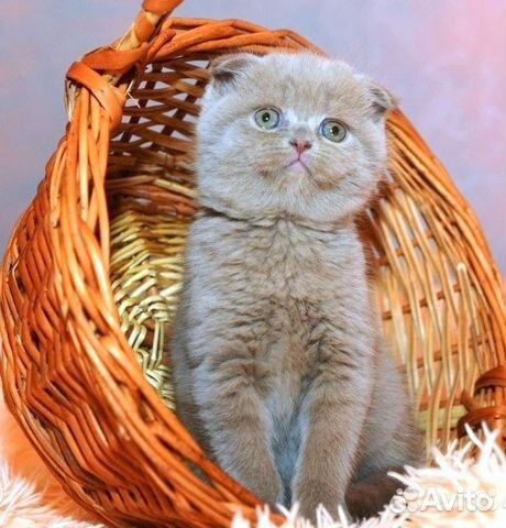 Медвежий тип, шикарная плюшевая шерсть