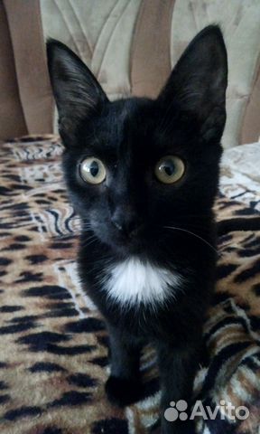 Отдается котик,милым людям