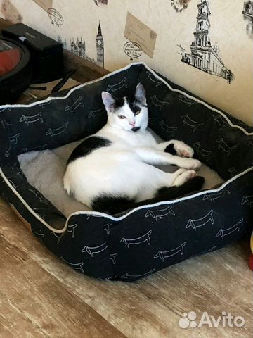 Котенок мальчик метис 3,5мес в дар