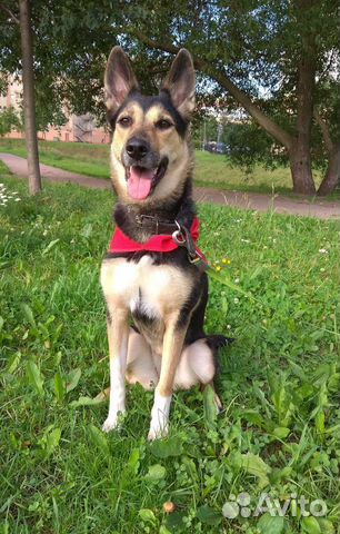 Гретта ищет дом