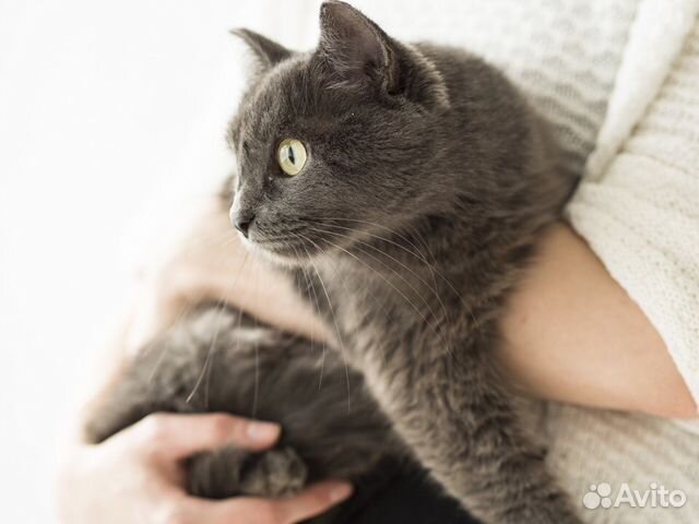 Кошка Киви