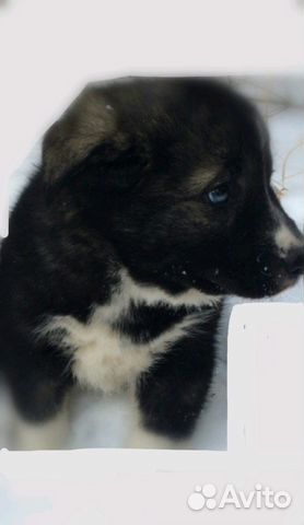 Алабай. Щенки Туркменского волкодава. Продажа