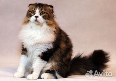 Котята шик длинношерстные шотландские
