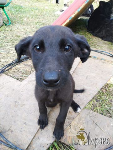 Очаровательный Уголек ищет семью