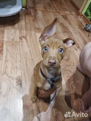 Продам цвергпинчера