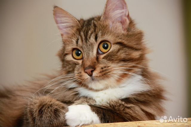 Красавица и умница Корица ищет дом