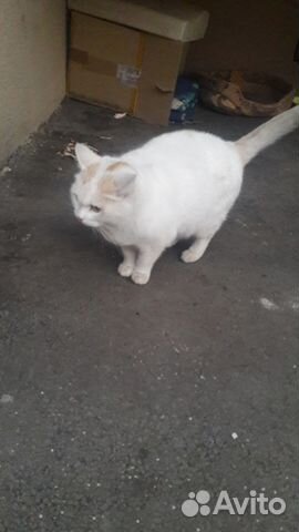 Спасем вместе кошечку от холода