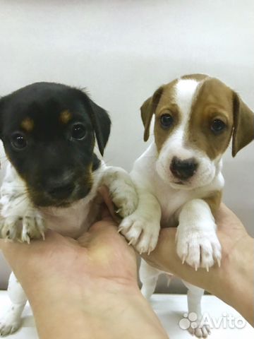 Щенки Джек Рассел Терьера