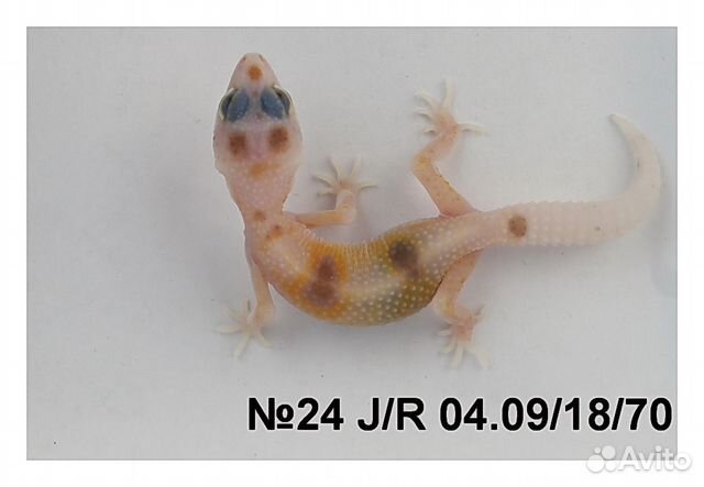 Эублефары 2018