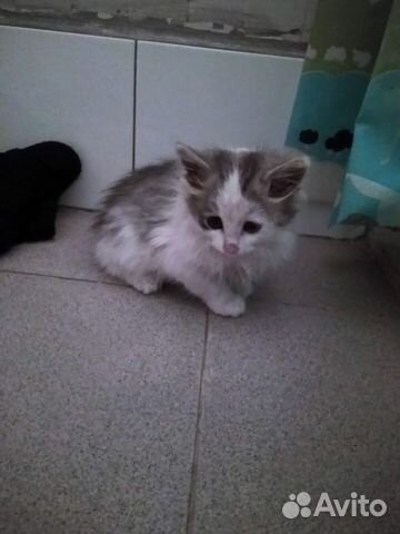 Пушистый котенок