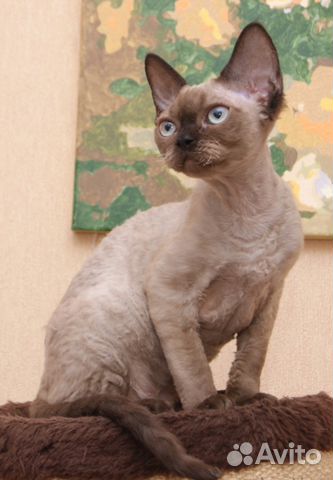 Котики и кошечка