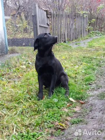 Отдам собаку в добрые руки