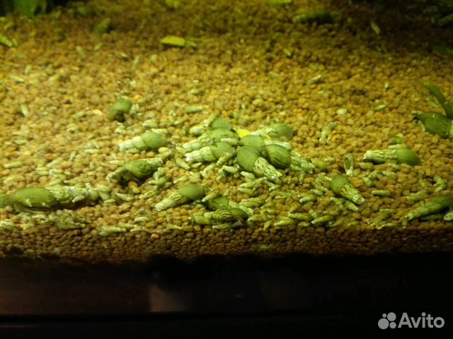 Грунтовые улитки Меланьи