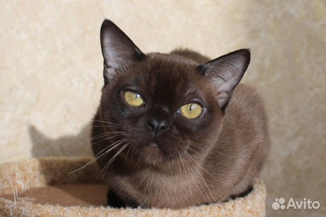 Европейская бурма соболиный мальчик