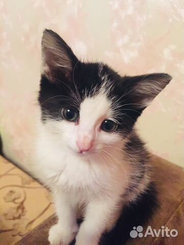 Котёнок