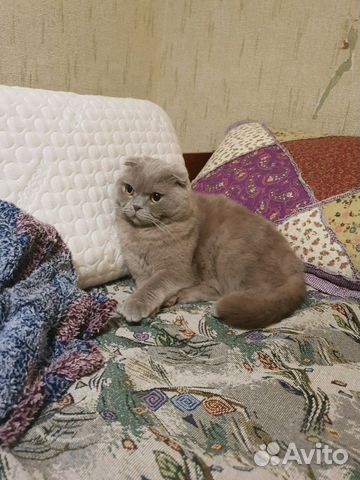 Отдам кота породы шотланский вислоухий