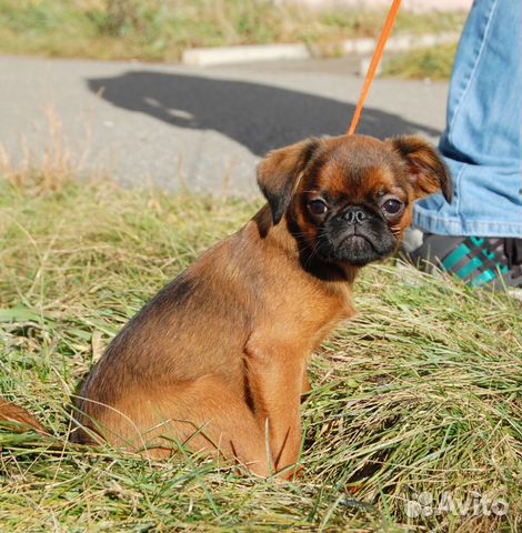 Щенок пти-брабансона