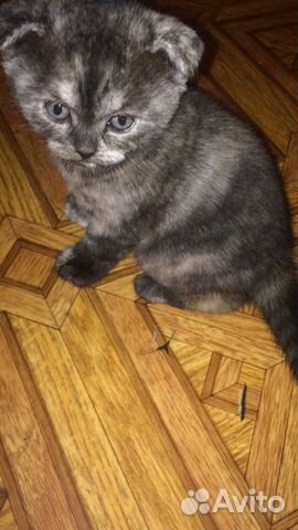 Кошечка шотландка вислоухая
