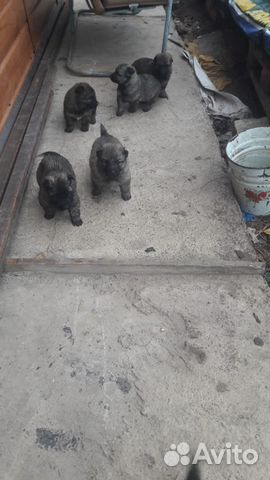 Щенки овчарки и кавказца