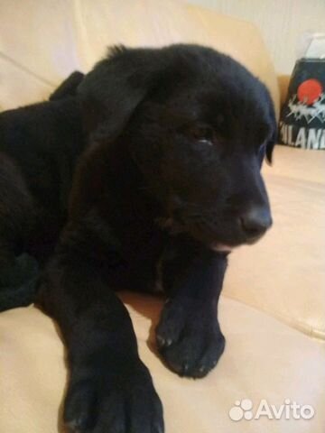 Щенки лабрадора Помесь